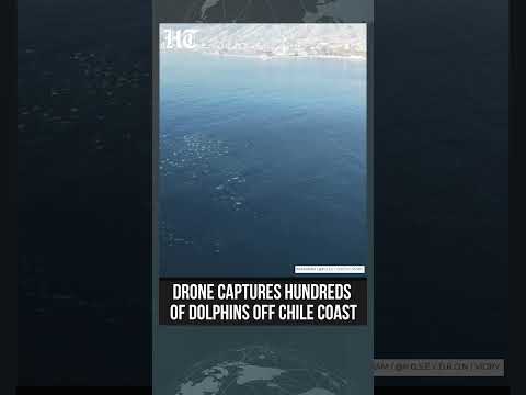 Hundreds of dolphins make waves off Chile in viral drone video
