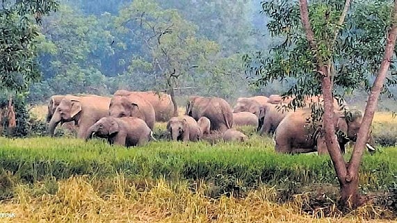 Zoo keepers of Hyderabad's Nehru Zoological Park shed light on life of ...