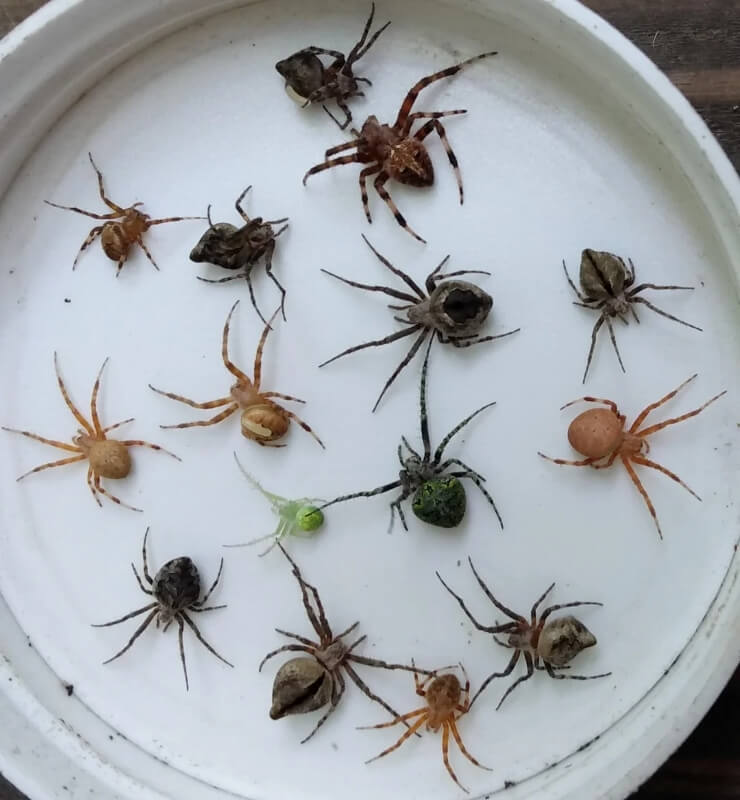 Indiana homeowner cracks open porch wasp nest and finds it stuffed with ...