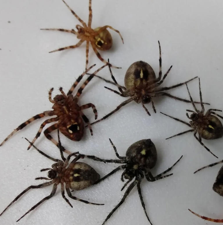 Indiana homeowner cracks open porch wasp nest and finds it stuffed with ...