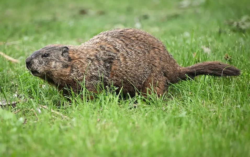Experts outline effective fencing to protect gardens from groundhogs