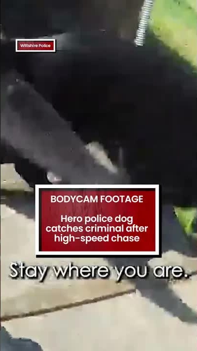 Hero police dog apprehends suspect after high-speed chase