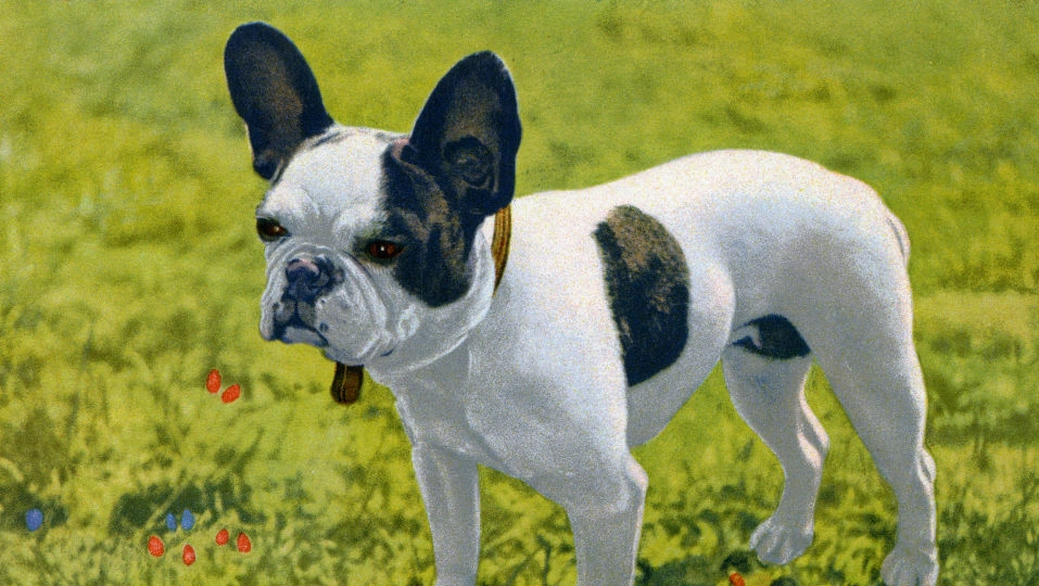 14 popular small dog breeds and their traits