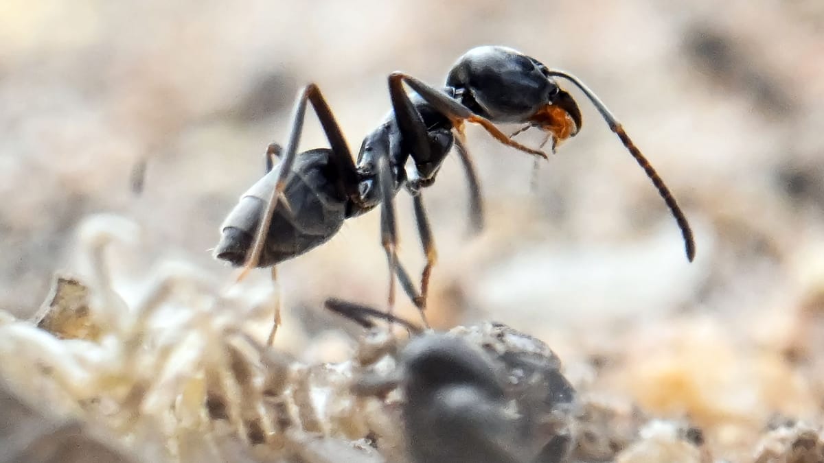 Hoffnungsschimmer im Kampf gegen invasive Ameise