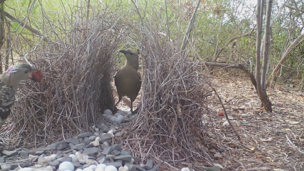 Australië: stadsvogels gebruiken menselijk afval om indruk te maken op ...