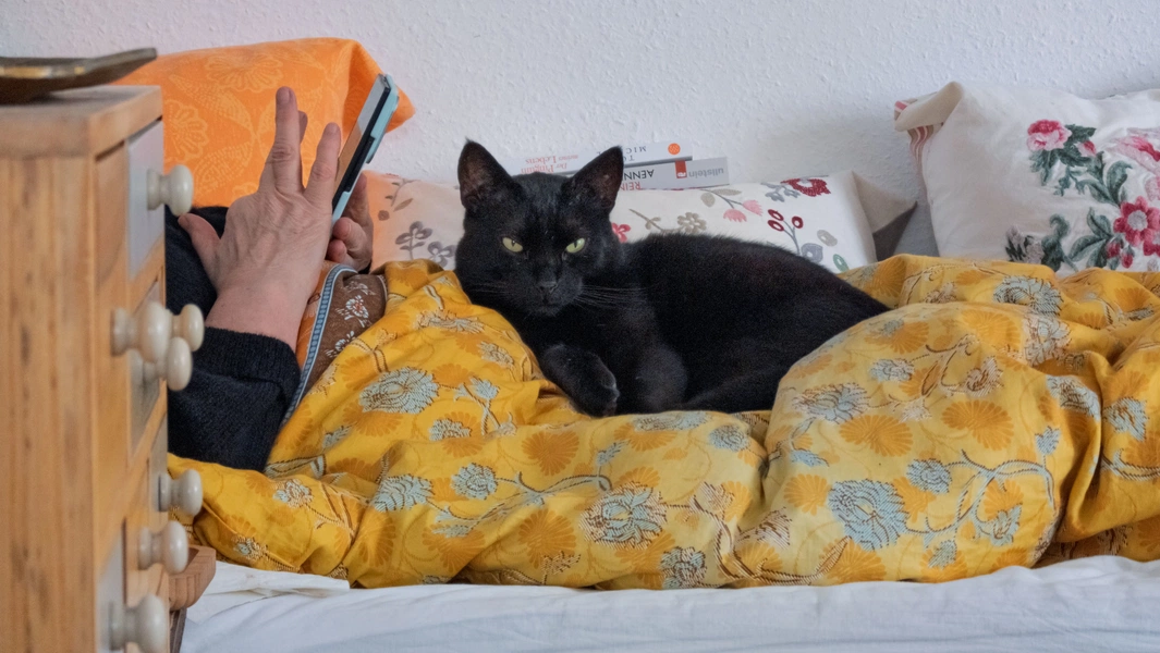 Sleeping with cats: Benefits, risks, and best practices