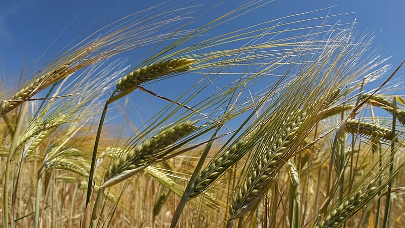 Regenerative farms lost three times less yield in France's droughts ...