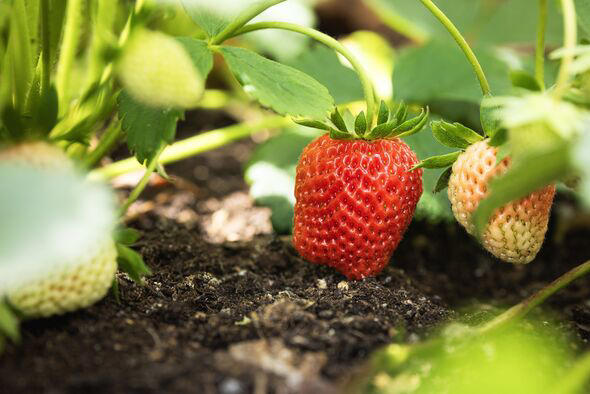 RHS says slugs will stop eating fruit and vegetables if you place one ...
