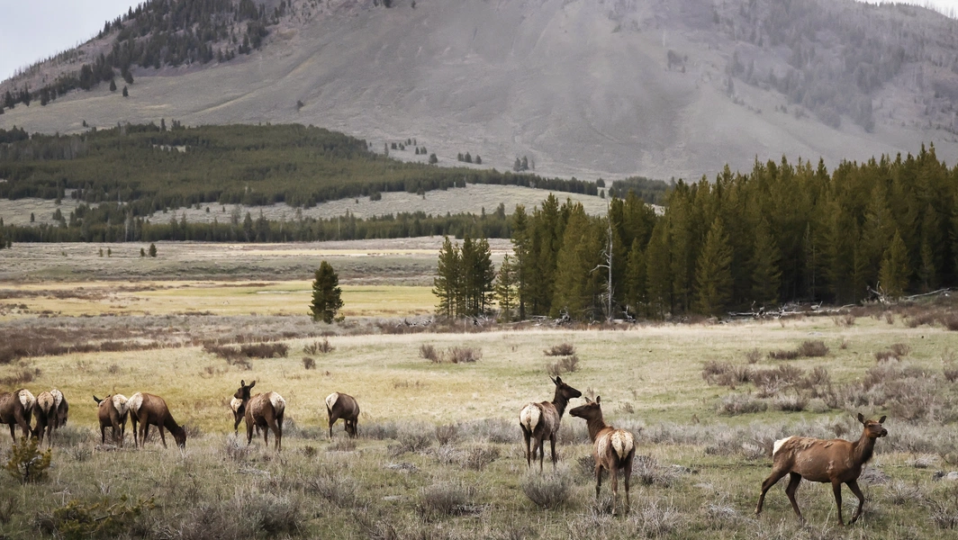 13 US states with the largest elk populations