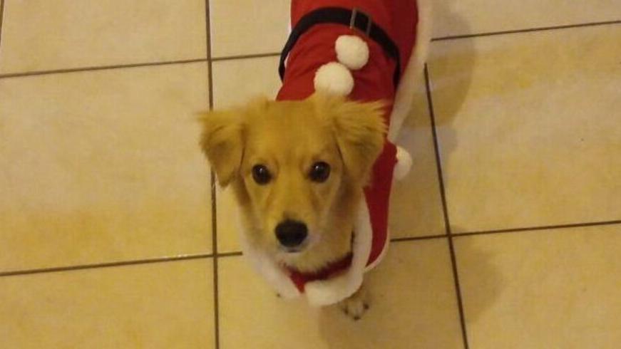 Fiorano, caccia all’auto pirata: «Ha ucciso il mio cane, io sono finito ...