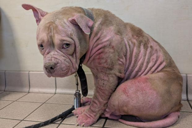 Rochdale man given 10-year animal ban after neglecting pocket bully