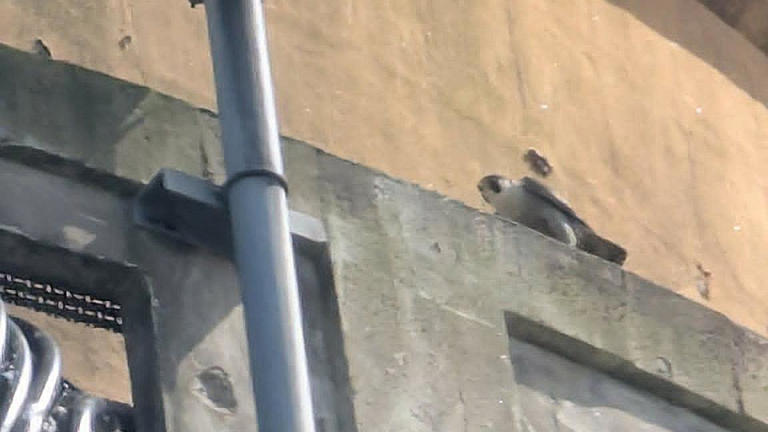 Concerns for peregrines on tower due for demolition
