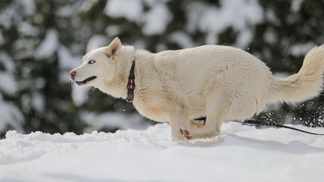7 common challenges of owning huskies