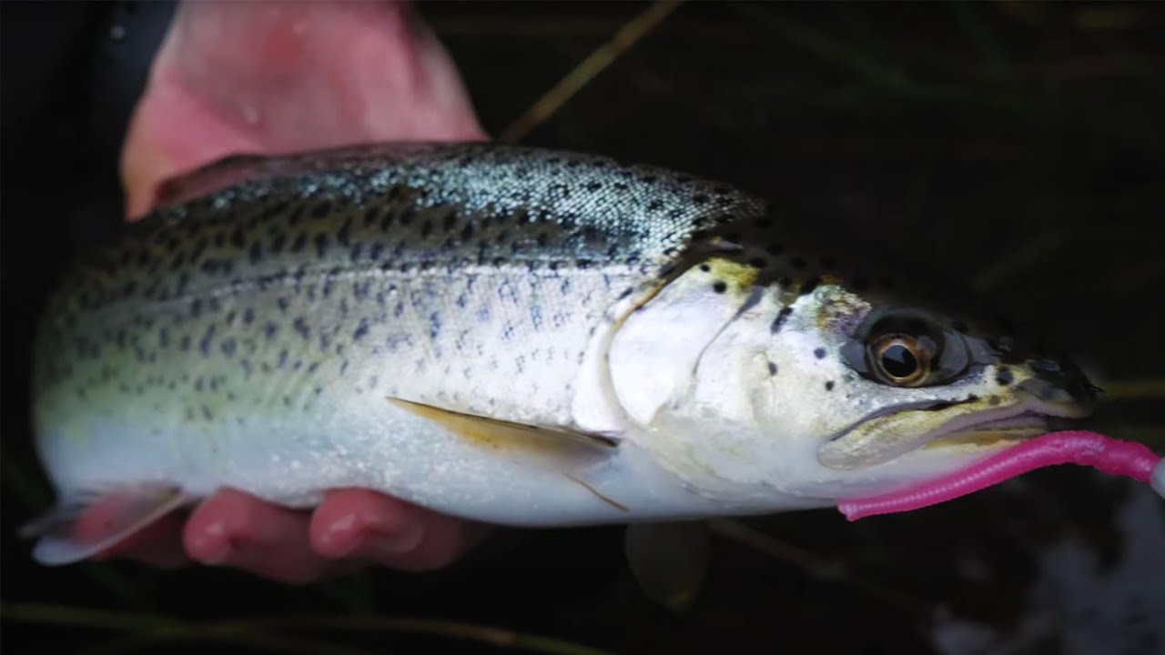 Trout & steelhead fishing - exploring a small creek!