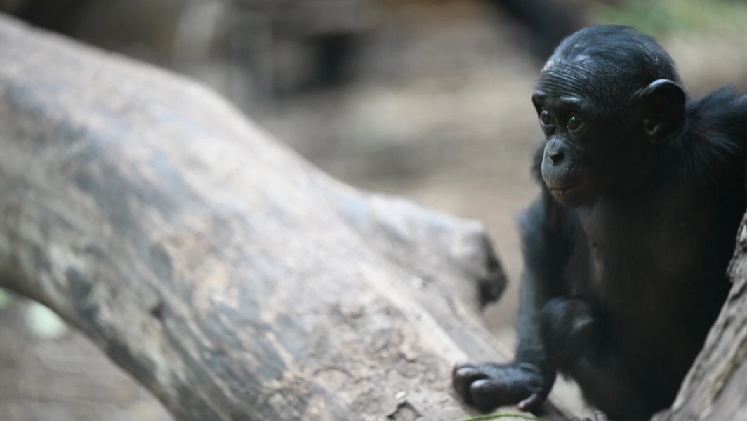 Study finds chimpanzees and bonobos form human-like friendship circles