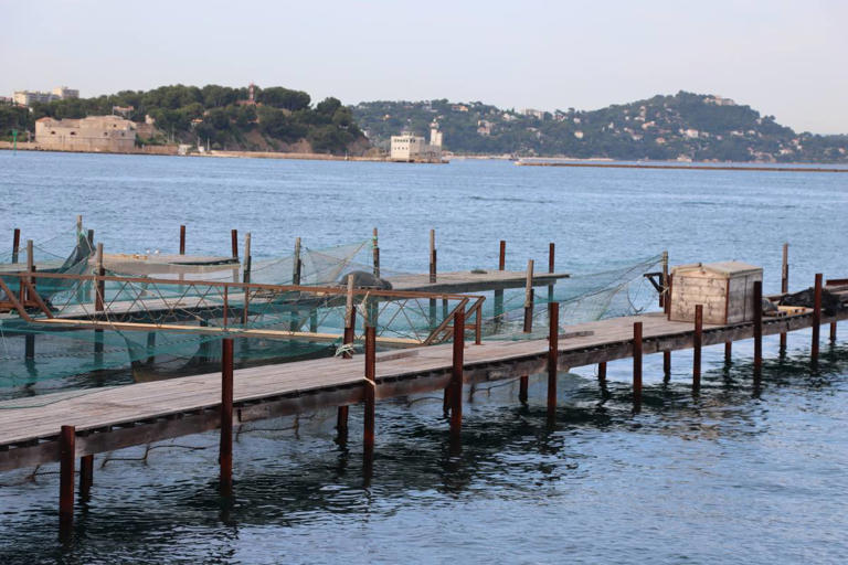 Cultures marines dans le Var : ce qui change pour les dégustations dès ...
