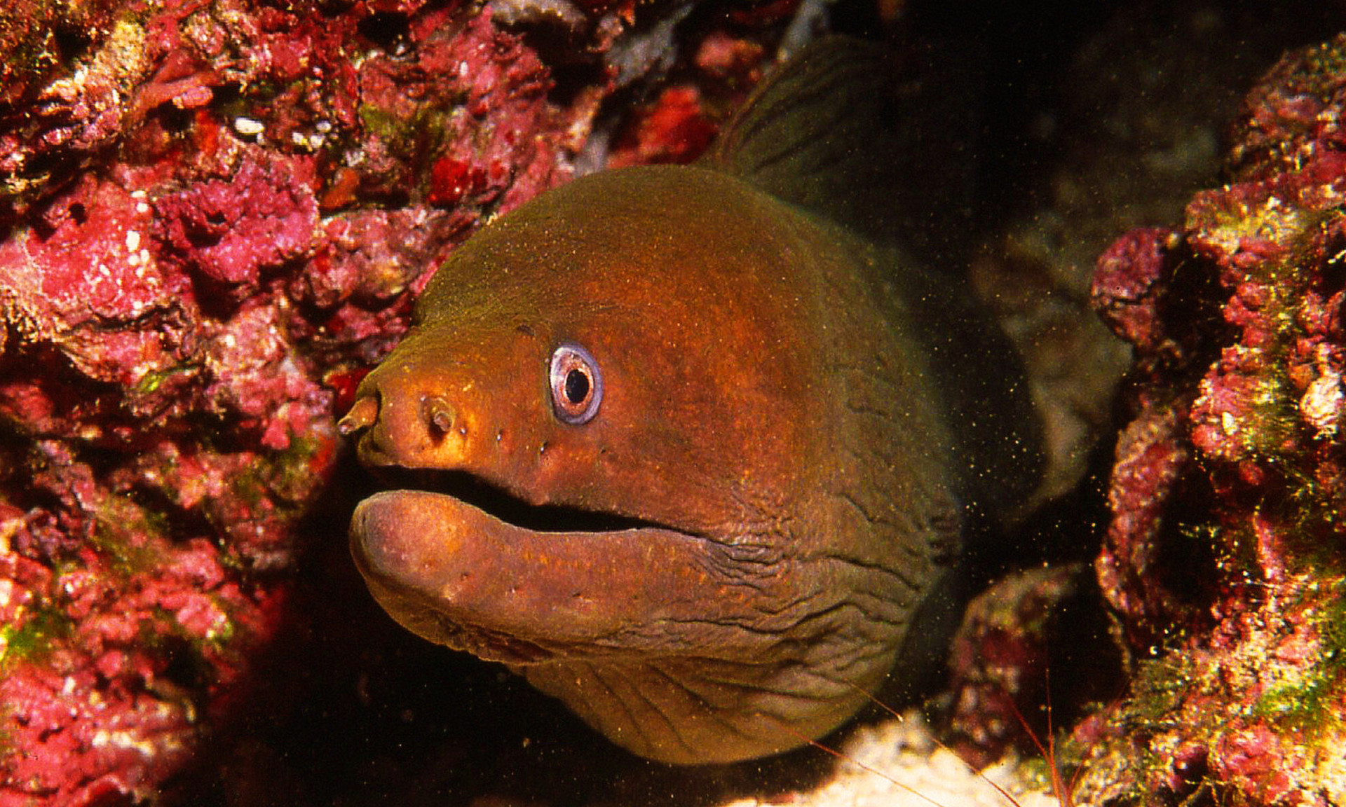 The most electric animals on Earth