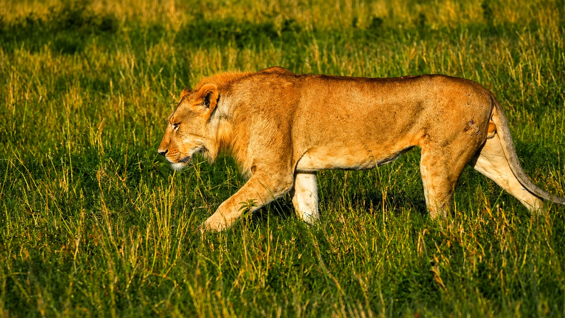 The lioness moving before the plains wake up