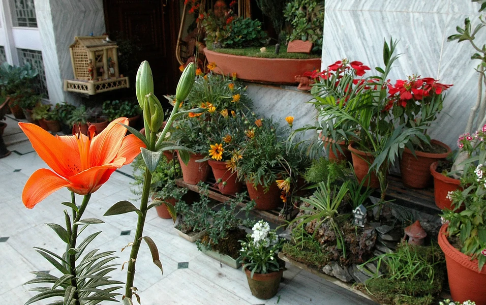 Vastu balcony plants for peace and prosperity