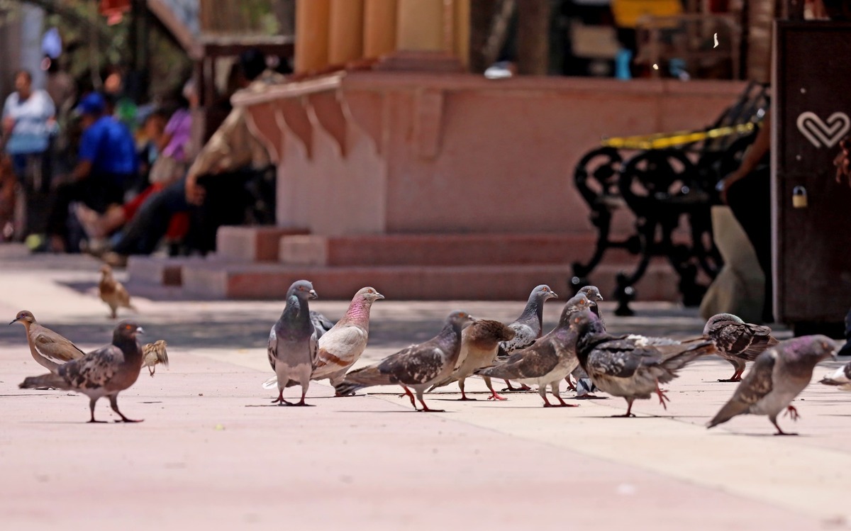 Detectan plomo, arsénico y cadmio en aves, anfibios y hongos de La ...
