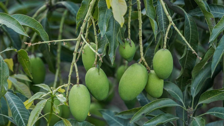 From mango museums to mango villages, places every mango lover needs to ...