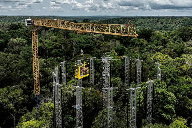 The $50m time-travelling gamble to save the Amazon rainforest