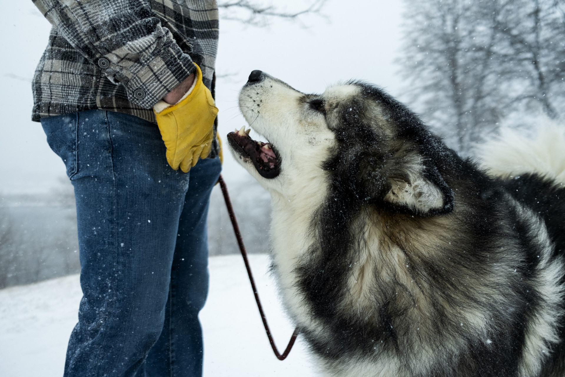 These dog breeds are the closest to wolves, a new study finds