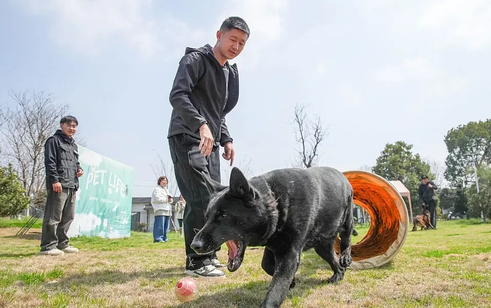 Train your dog the science-backed way