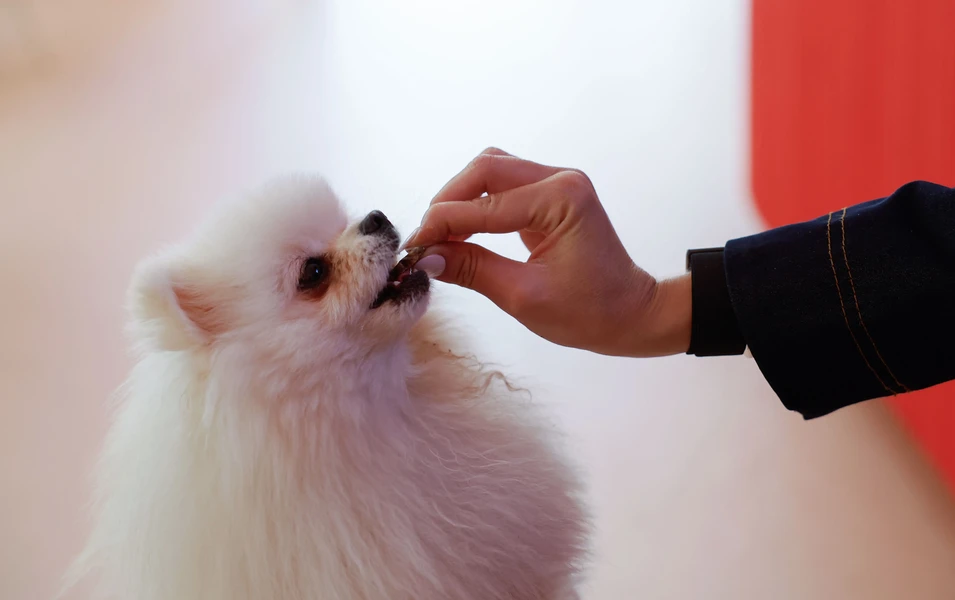 Positive training tips for happier dogs