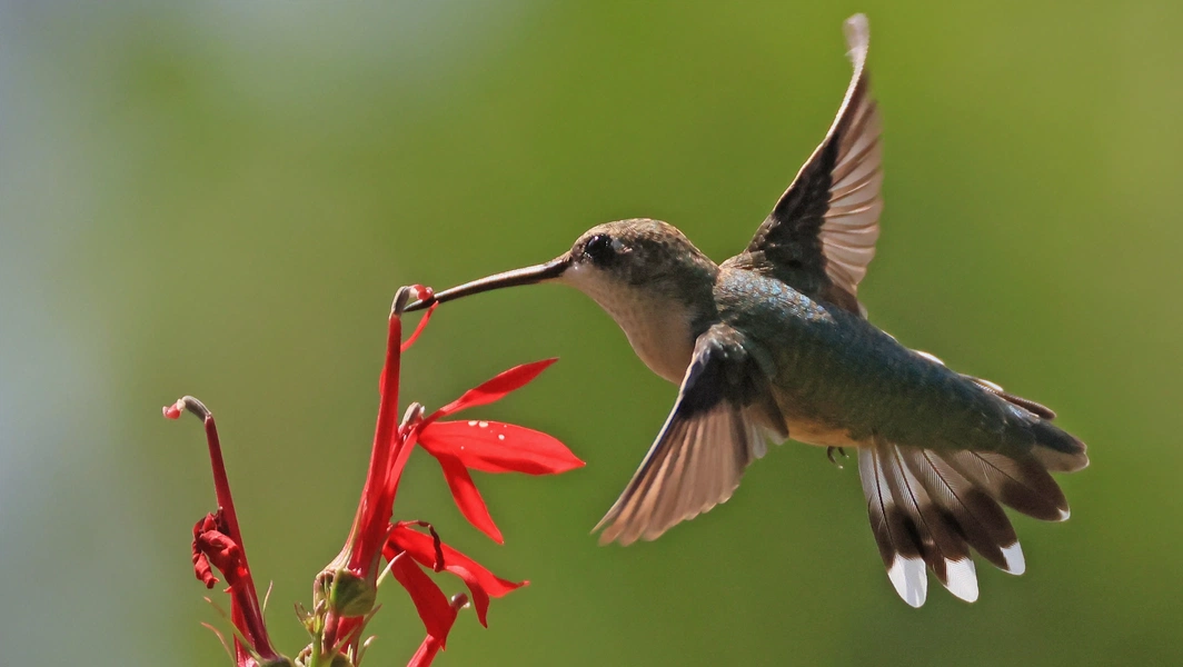 15 container plants that attract hummingbirds