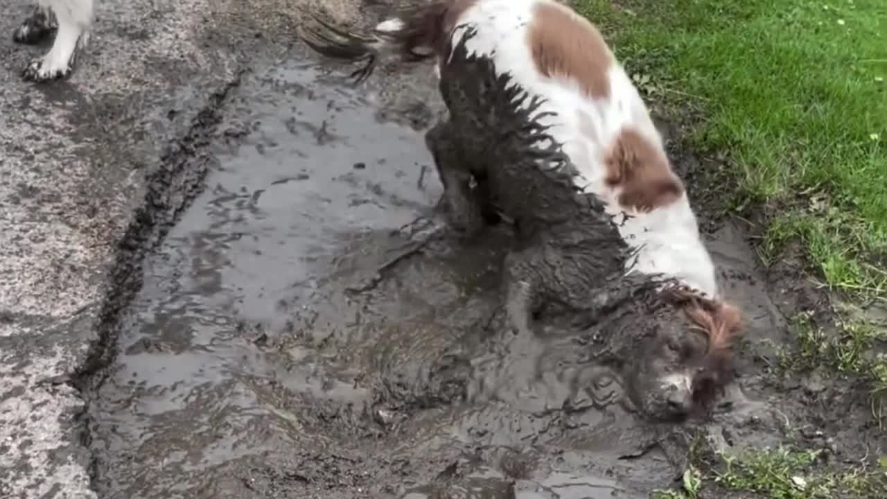 Mud-loving spaniel entertains passersby in Gloucestershire, UK
