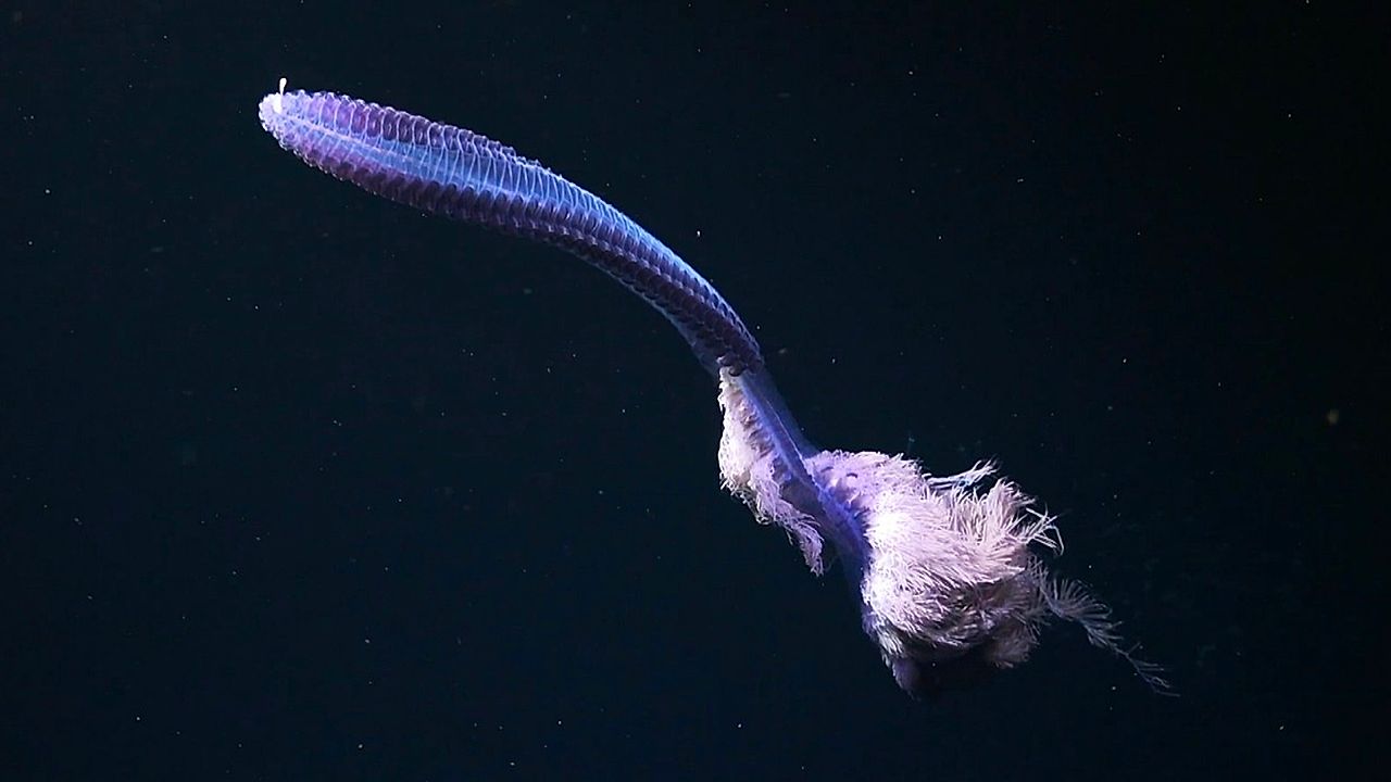 Scientists discover 31 new marine species off the coast of Brazil