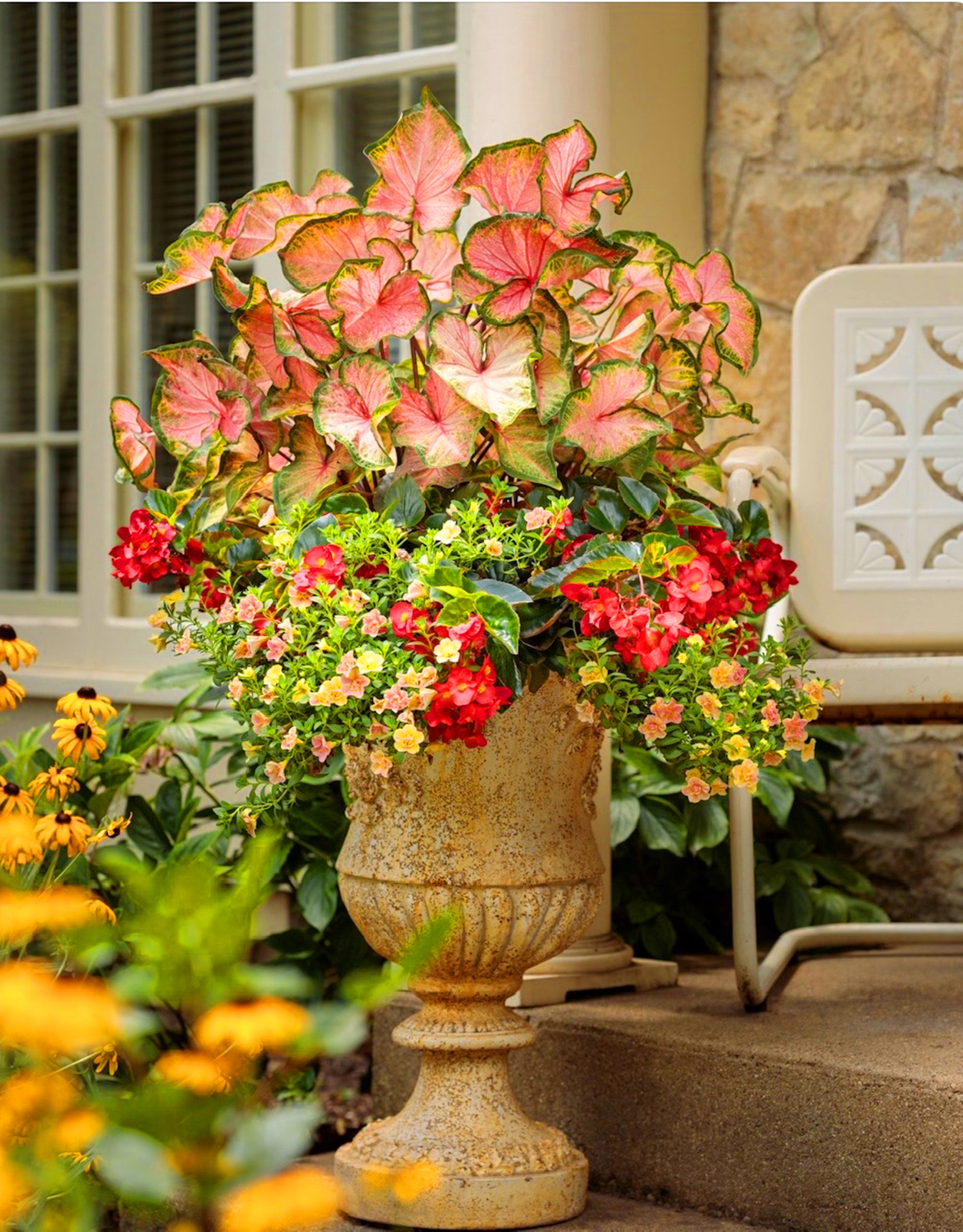 On gardening: Austin Pretty Limits will have you two-stepping in the garden