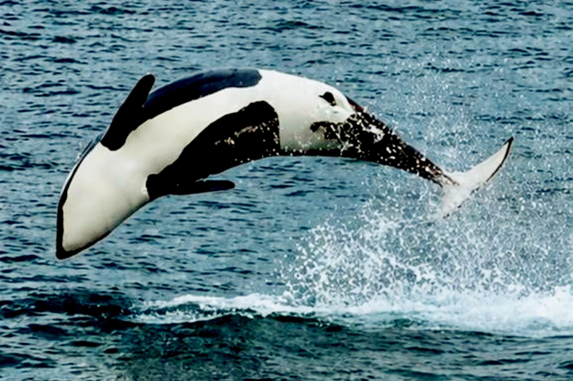Watch incredible moment orca performs flip for holidaymakers off UK coast