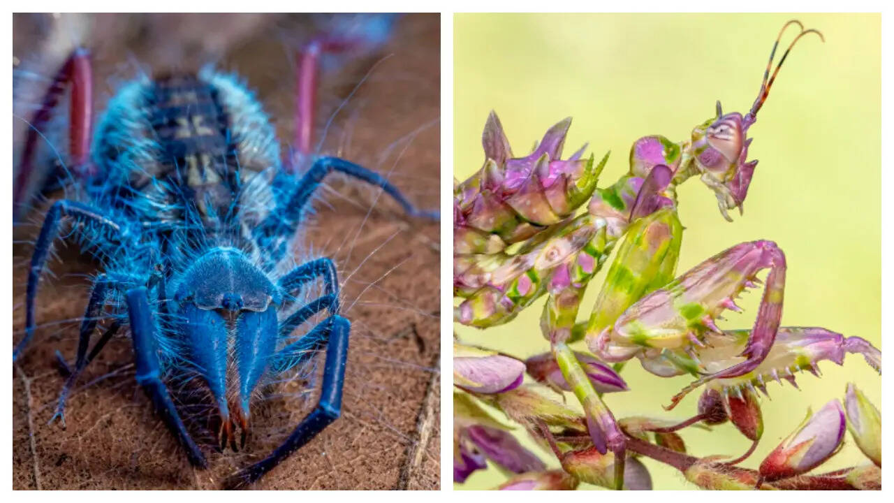 From glowing spiders to blood-drinking flies: The bizarre new species ...