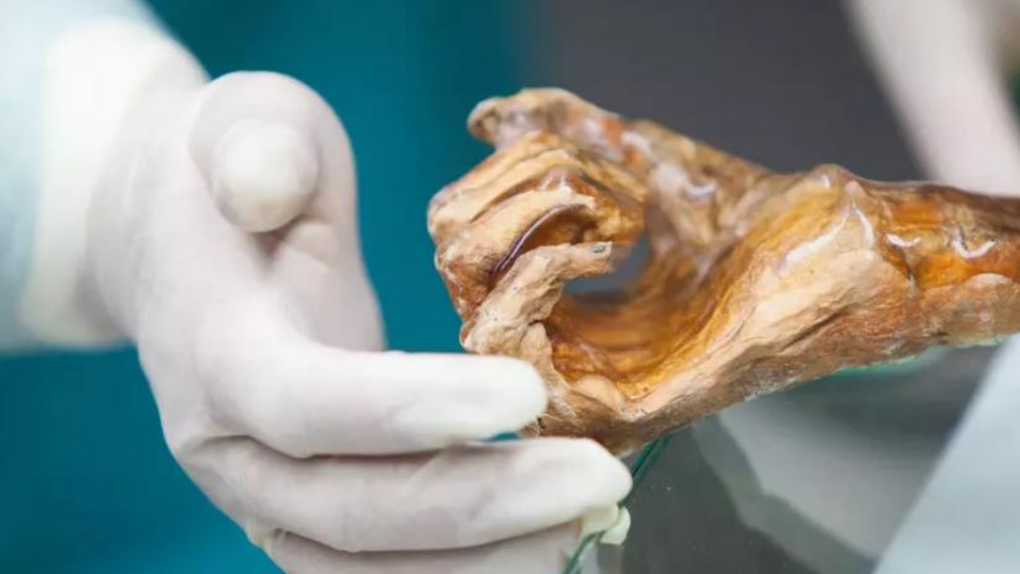 Mappato il microbioma di Ötzi l'uomo dei ghiacci. La scoperta: super ...