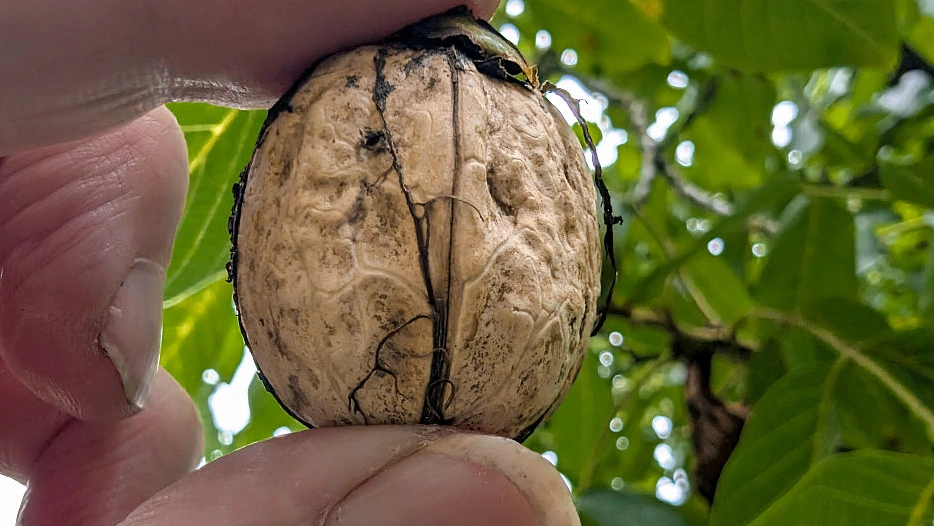 8 nuts that boost heart, brain, and digestion