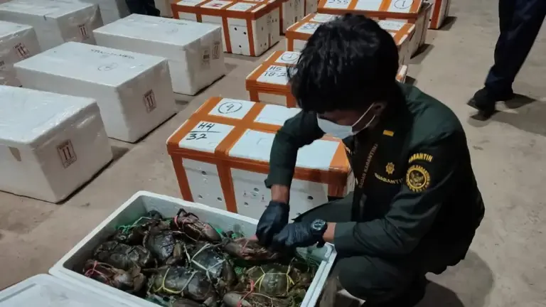 Dobrak jalur distribusi, kepiting bakau Kaltara kini terbang langsung ...