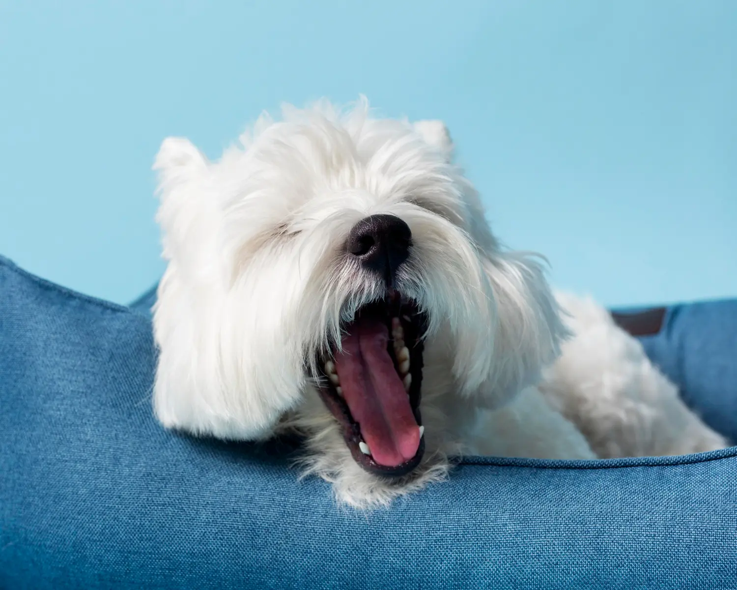 El síndrome del falso bostezo: por qué tu perro te imita cuando ...
