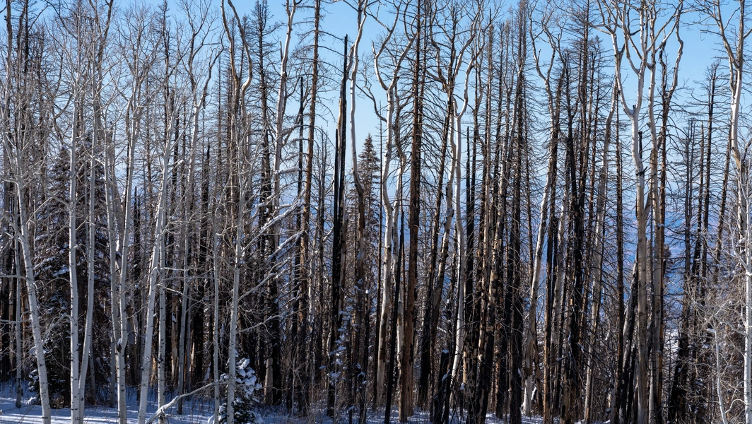 Declining snow cover erodes northern forests’ post-fire cooling effect