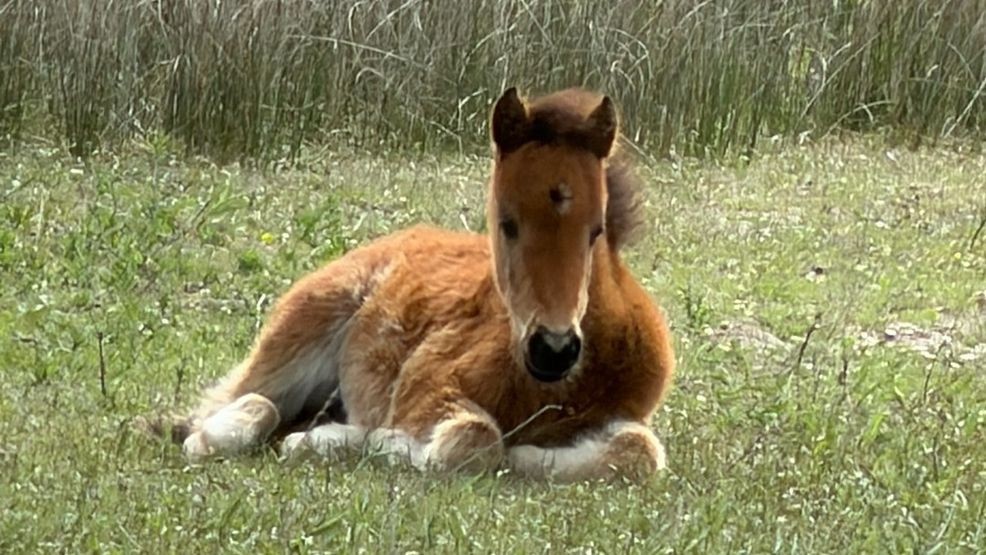 Foal season is under way at Cape Lookout; visitors urged to keep 50 ...