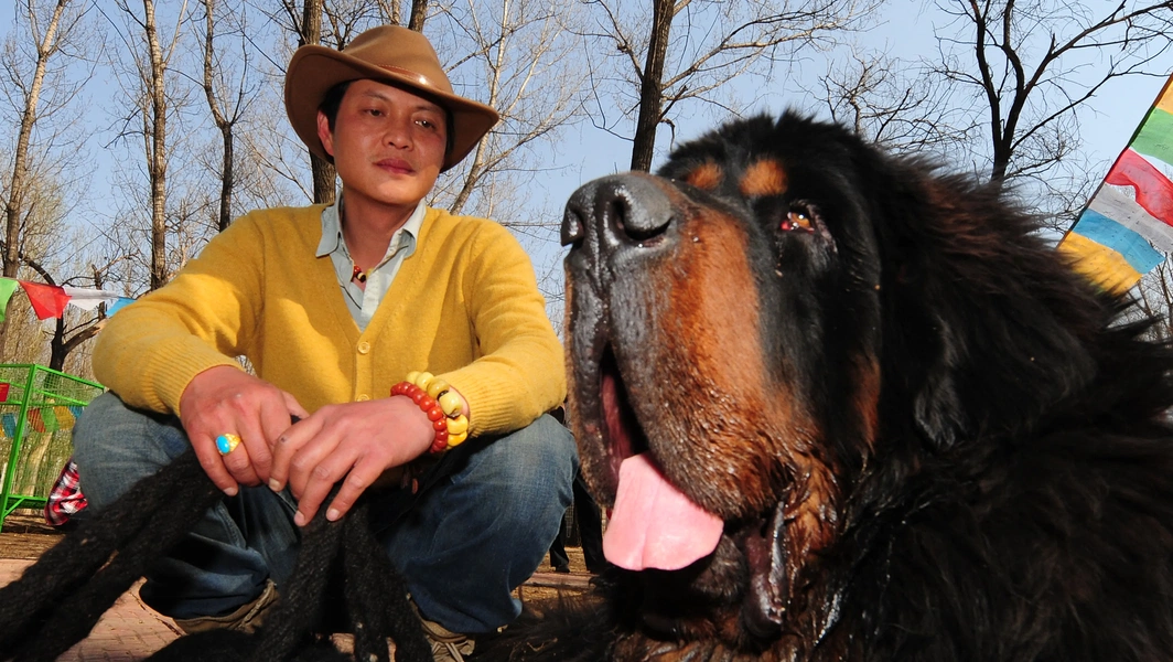 6 of the world's most expensive dog breeds