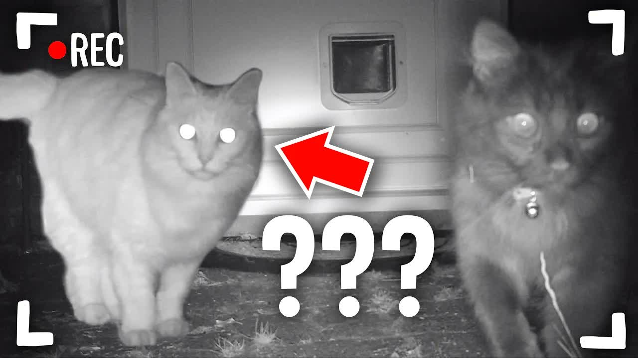 This cat had a secret life – what was it doing?