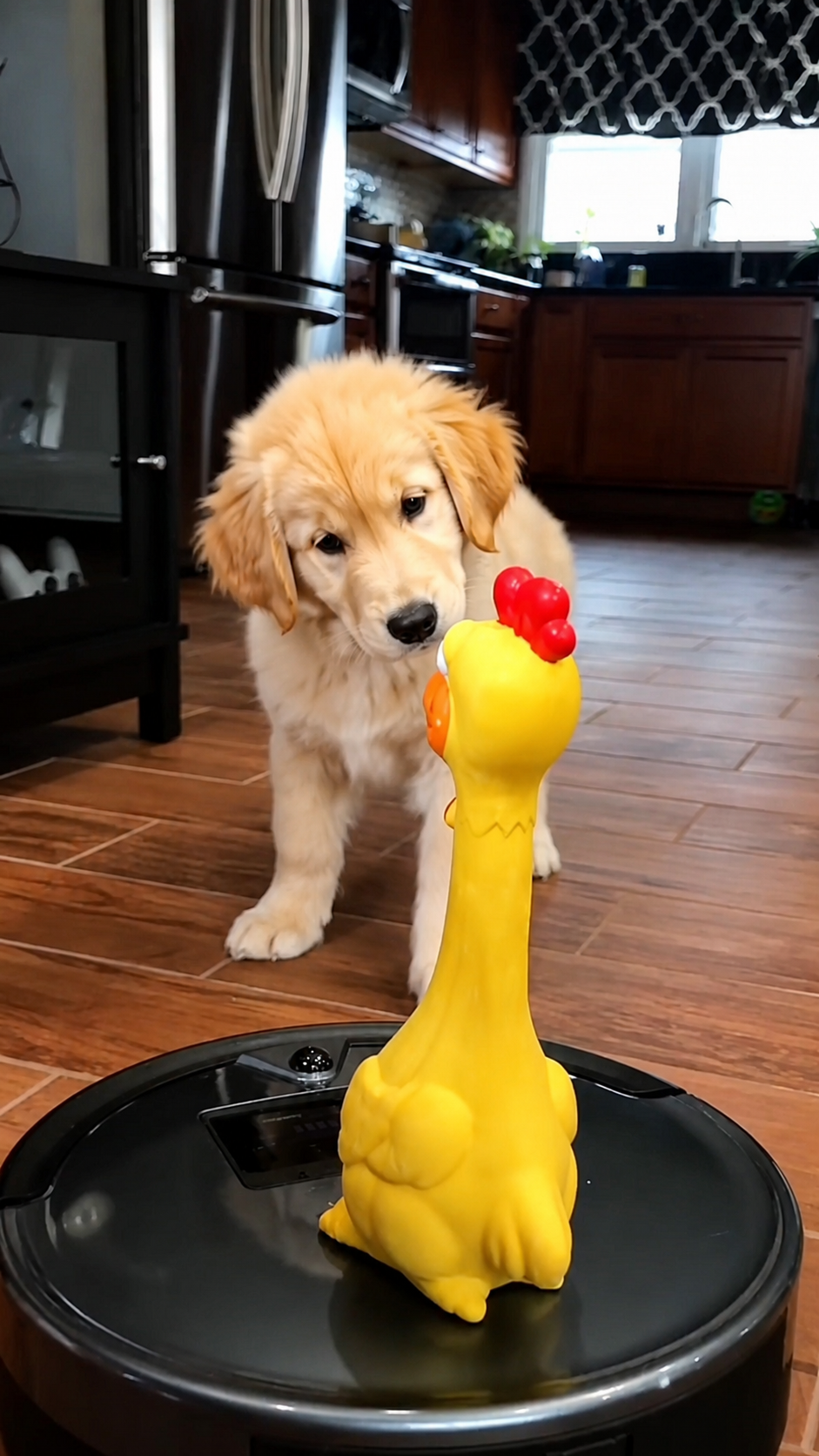 Puppy meets the weirdest moving toy