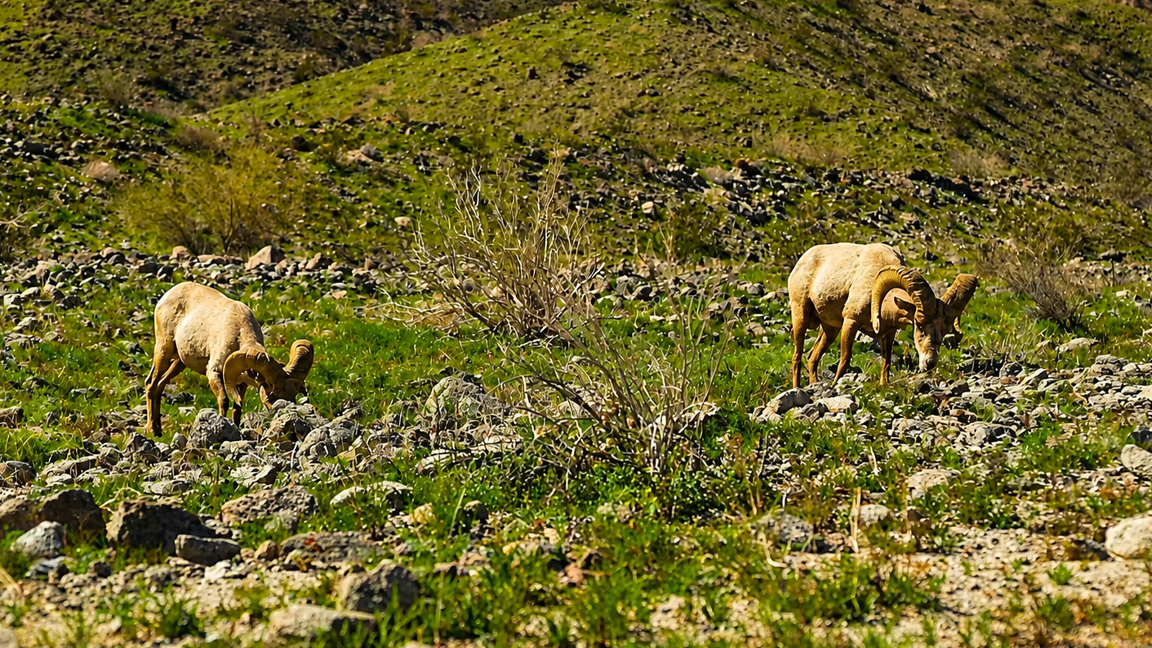 Two rams exploring ground few animals prefer