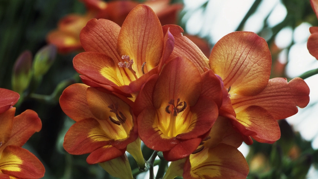 15 container plants that attract hummingbirds