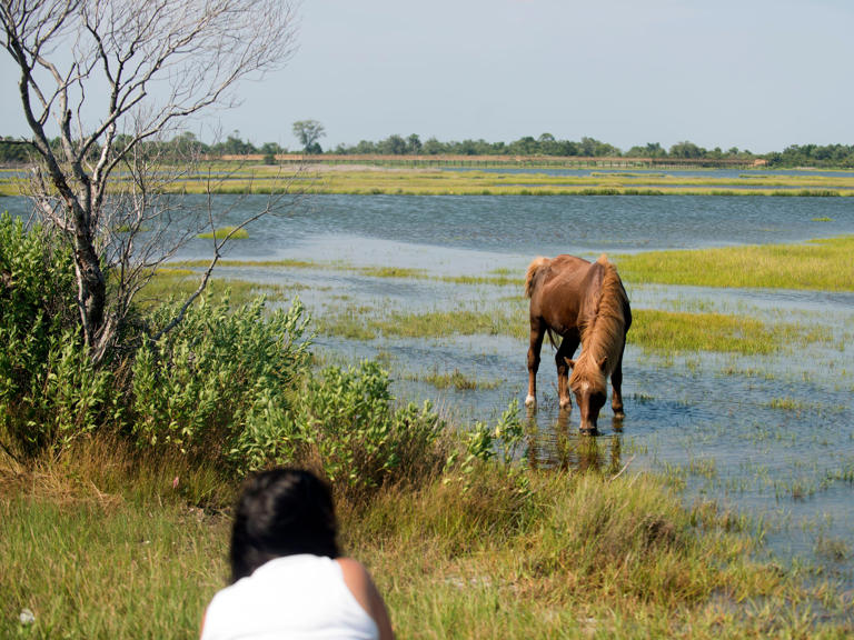 Assateague State Park, home to wild ponies, is a Maryland treasure