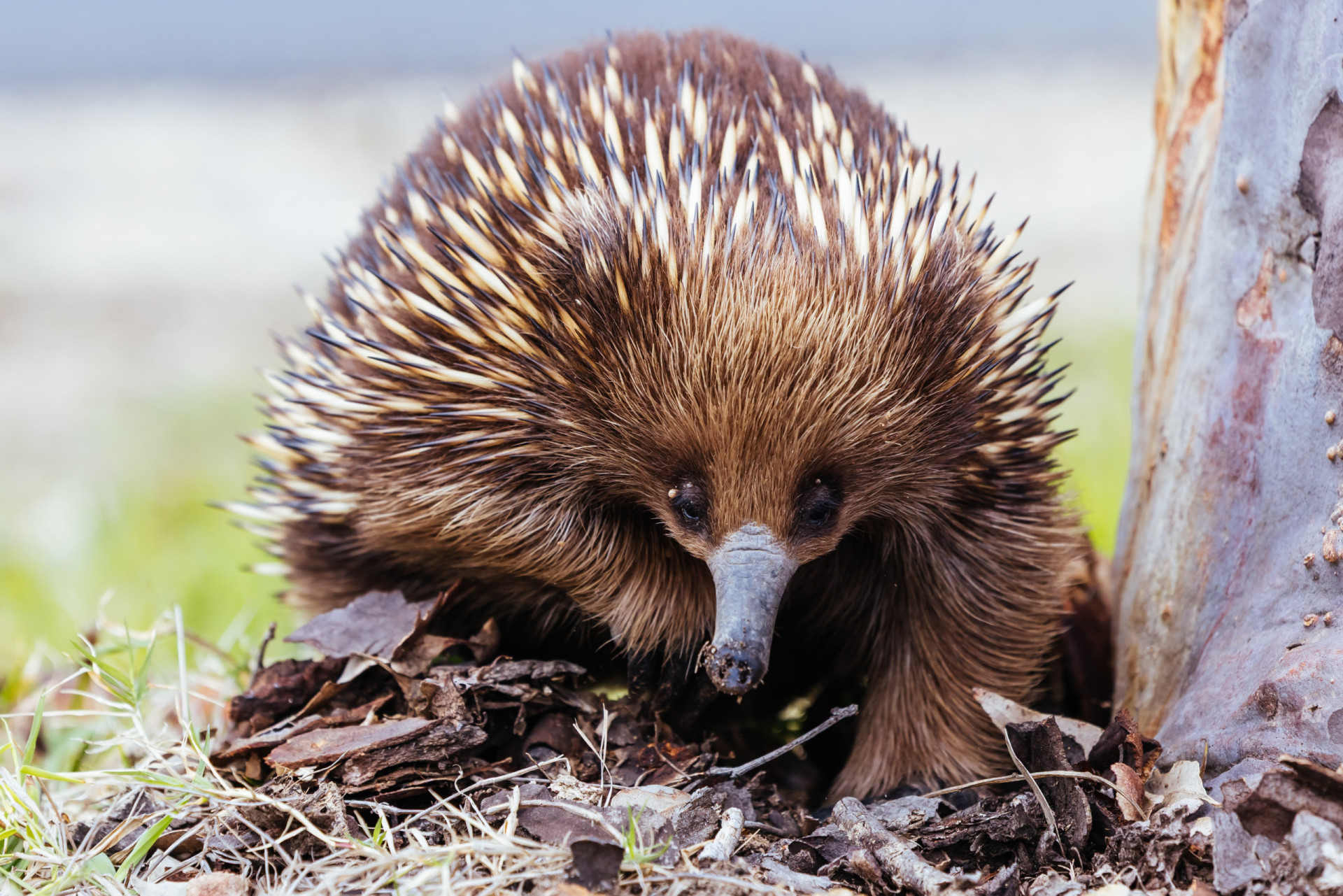 The most electric animals on Earth