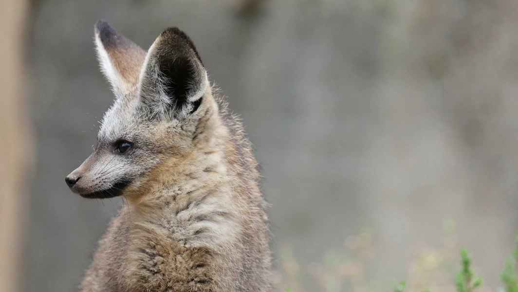 Sunny the rescued fox and unlikely animal friendships