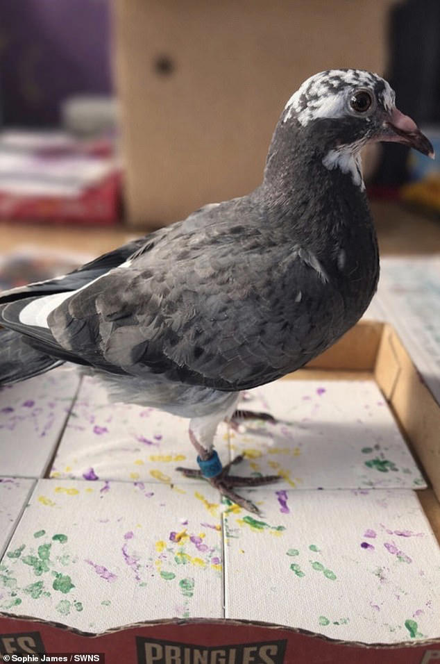 Quite a coo! Racing pigeons' paintings sell for £1,200 when owner puts ...
